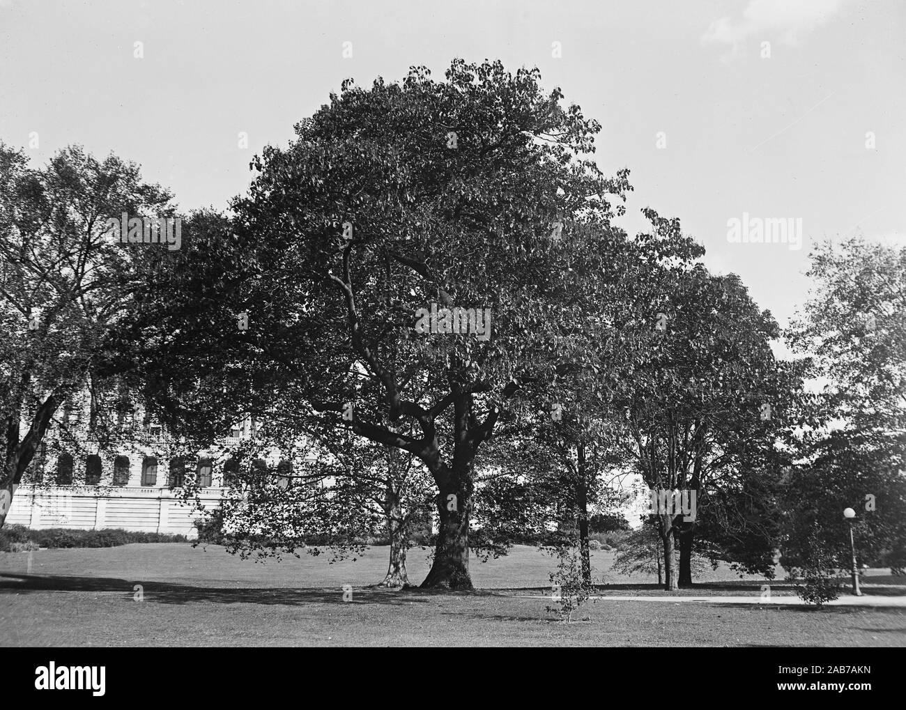 The Cameron Elm, one of the old trees on the Capitol grounds ca. 1921 ...