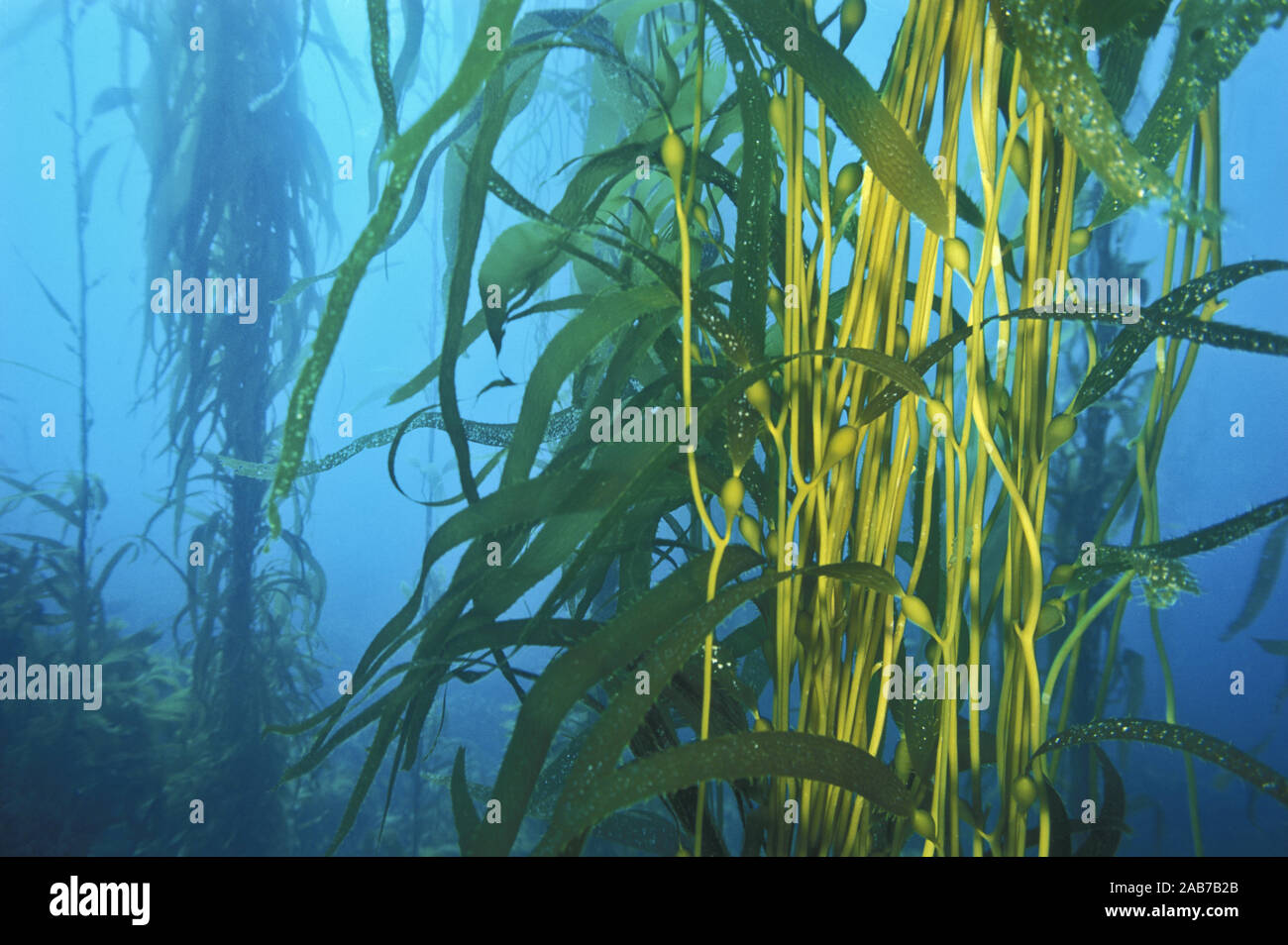 Giant kelp (Macrocystis pyrifera), fronds extend from the holdfast and ...