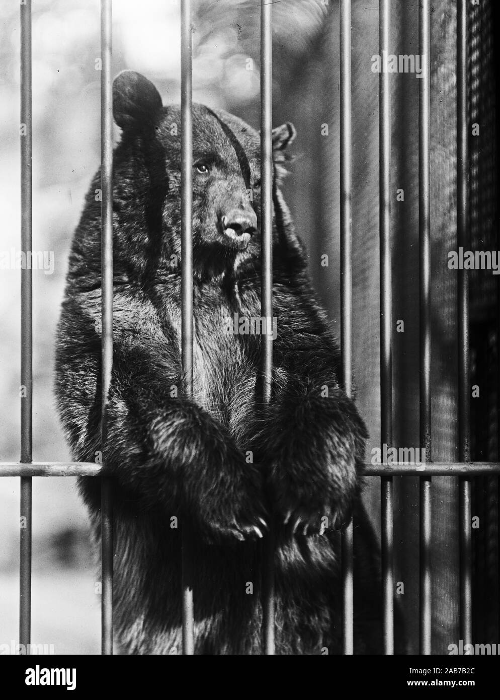 Photos for bars Black and White Stock Photos & Images - Alamy