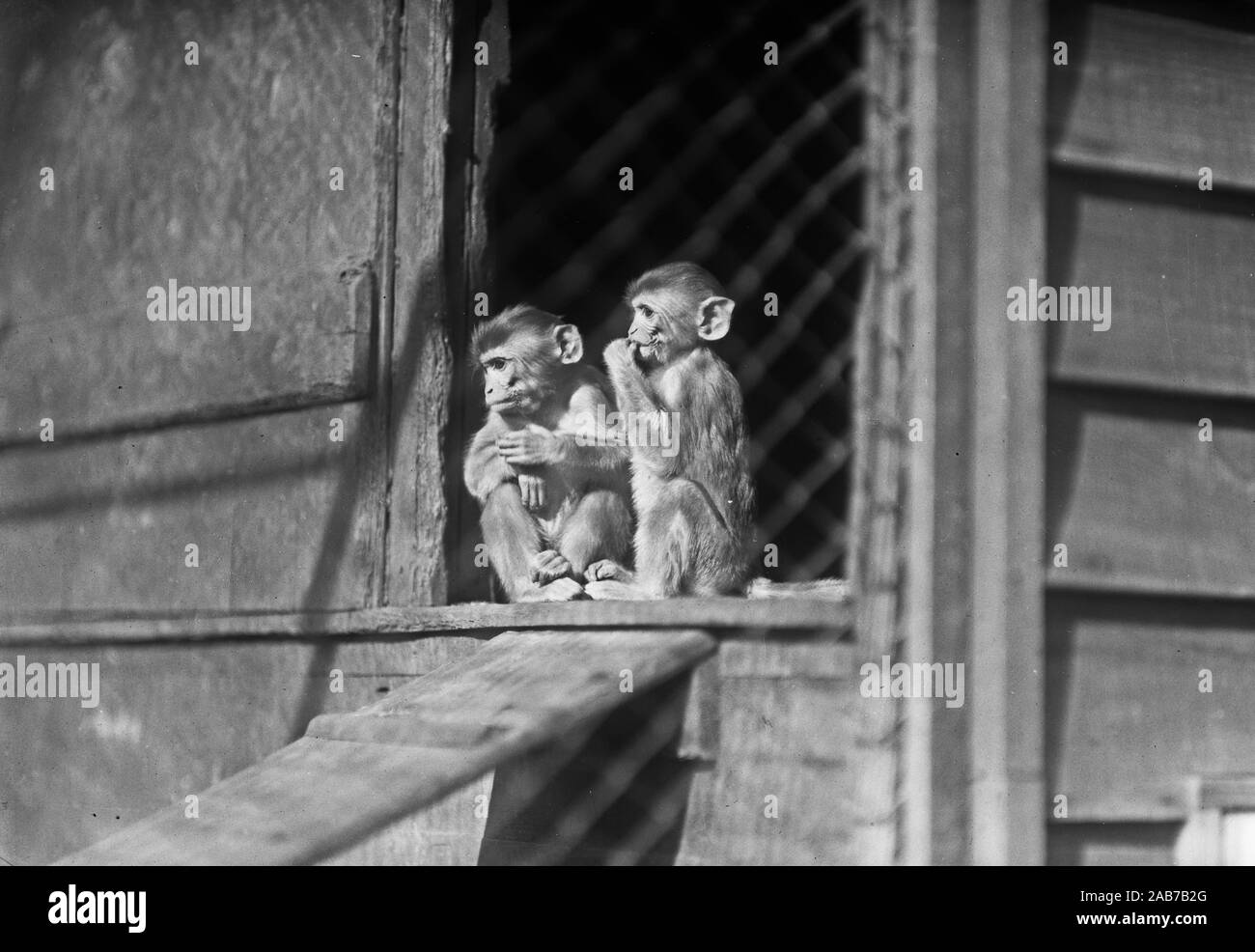 Vintage zoo photos - Monkeys in a zoo ca. 1915-1923 Stock Photo - Alamy