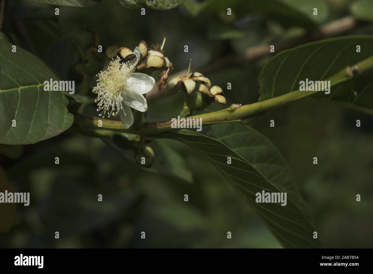 Guava flower hi-res stock photography and images - Alamy