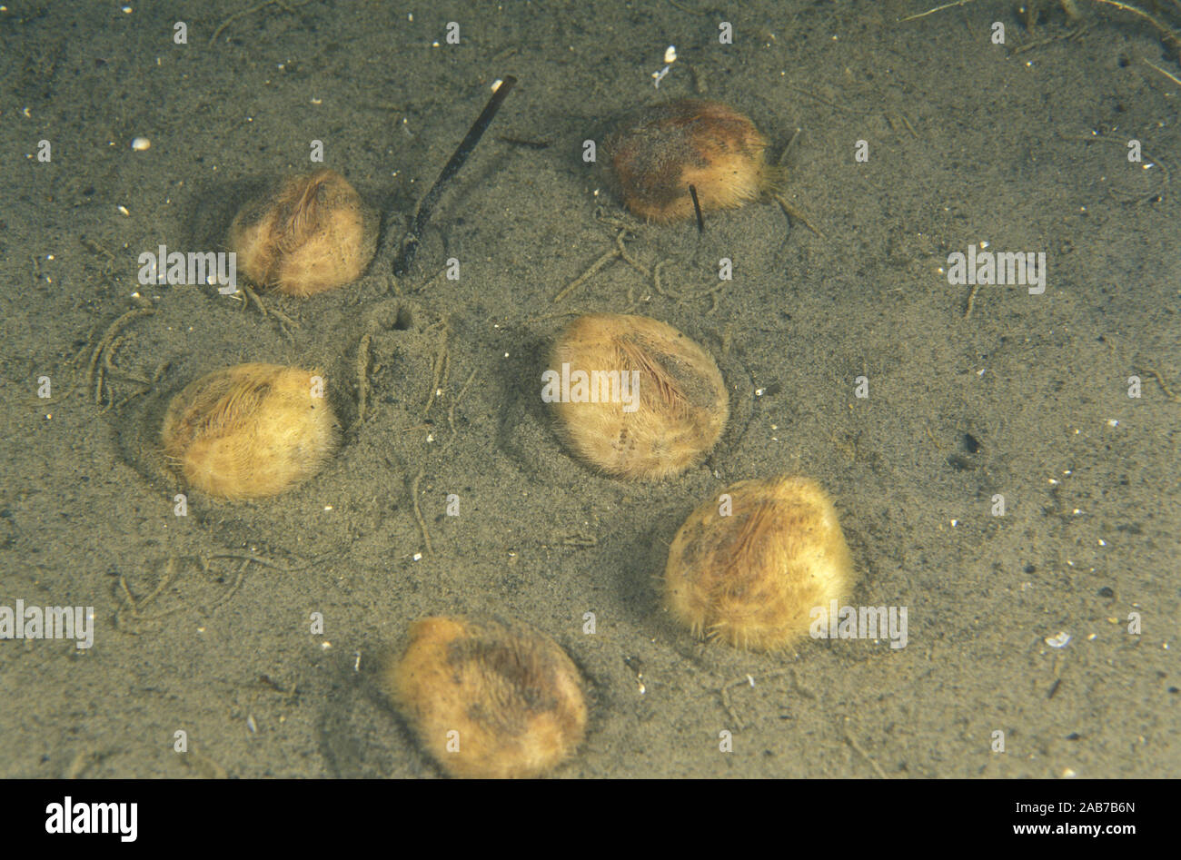 Echinocardium echinoderm hi-res stock photography and images - Alamy