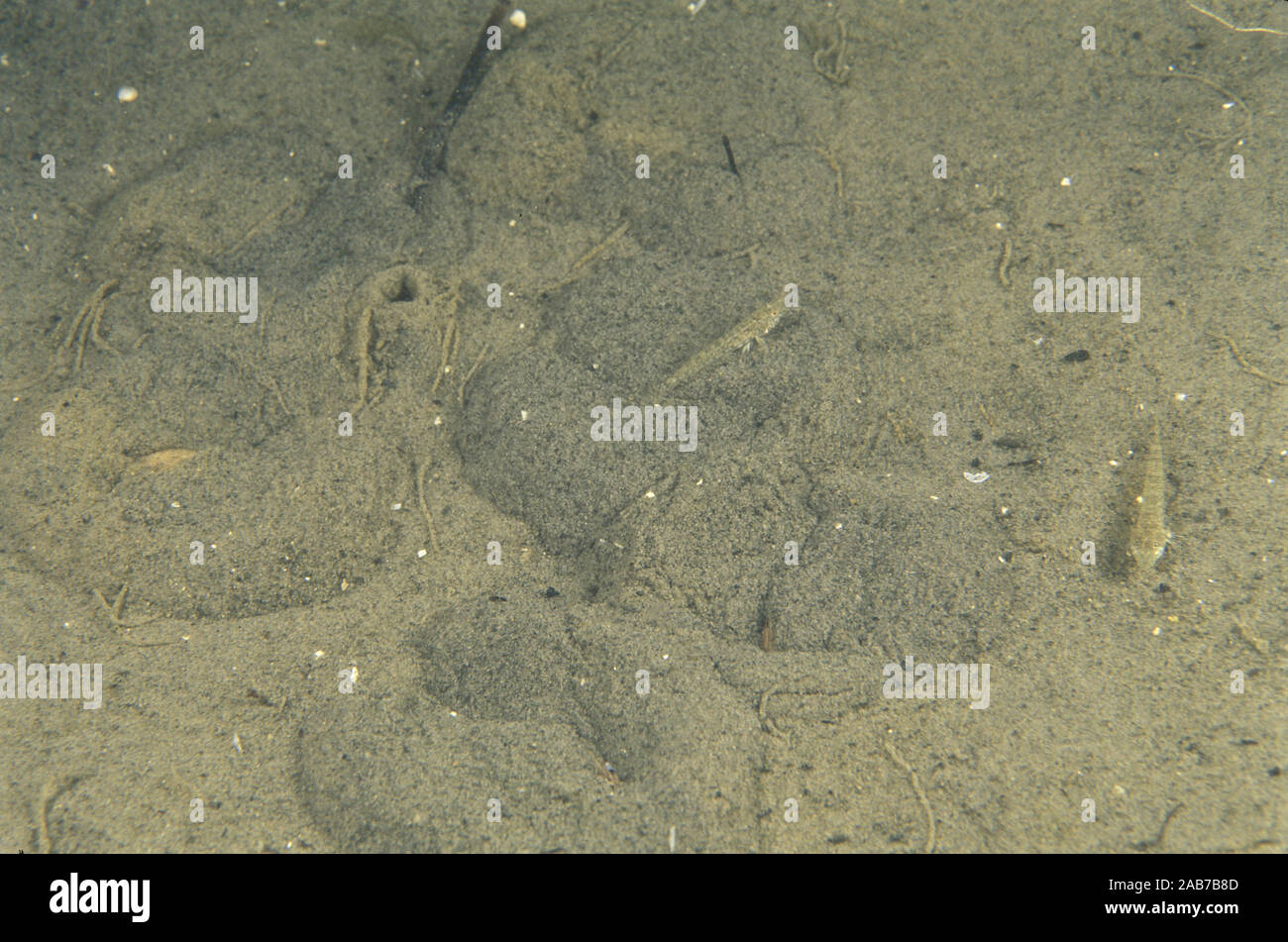 Temperate seas hi-res stock photography and images - Alamy