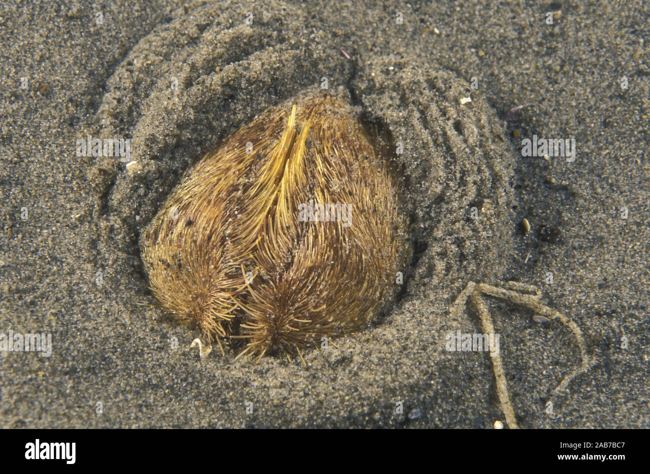 Echinocardium cordatum hi-res stock photography and images - Alamy