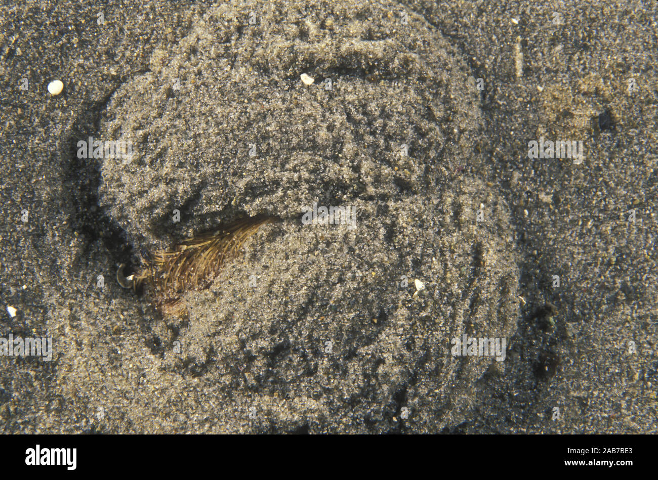 Hidden sea urchin hi-res stock photography and images - Alamy