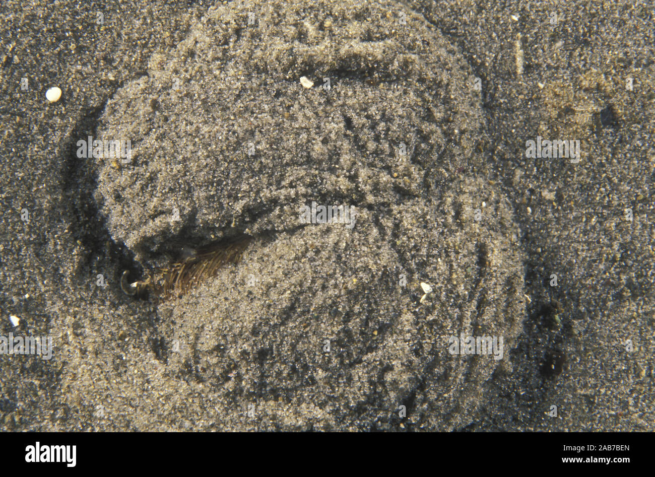 Sea potato heart urchin echinocardium hi-res stock photography and ...