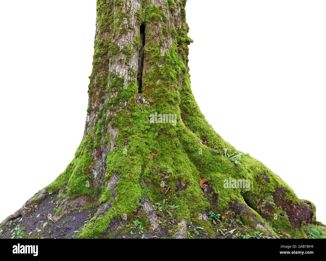 Rotten trunk of a centenary oak covered with green moss and lichen ...
