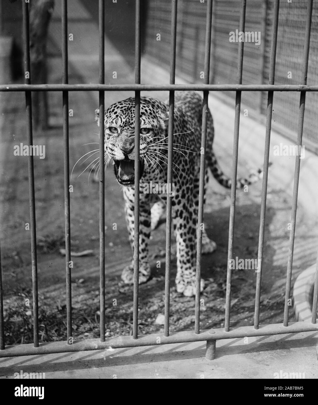 Photo leopard Black and White Stock Photos & Images - Alamy