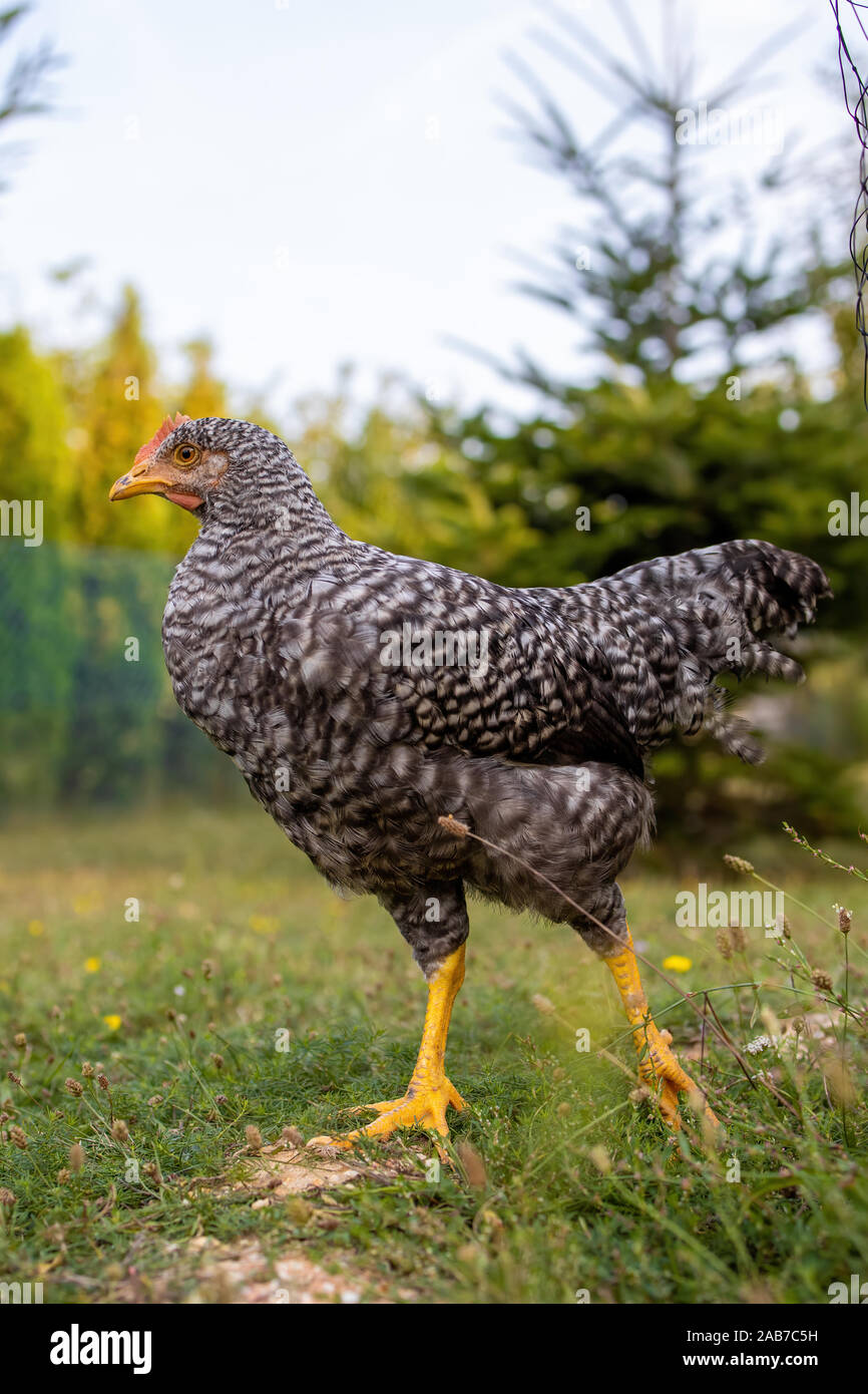 Traditional hungarian hen on the poultry in a hungarian farm Stock ...
