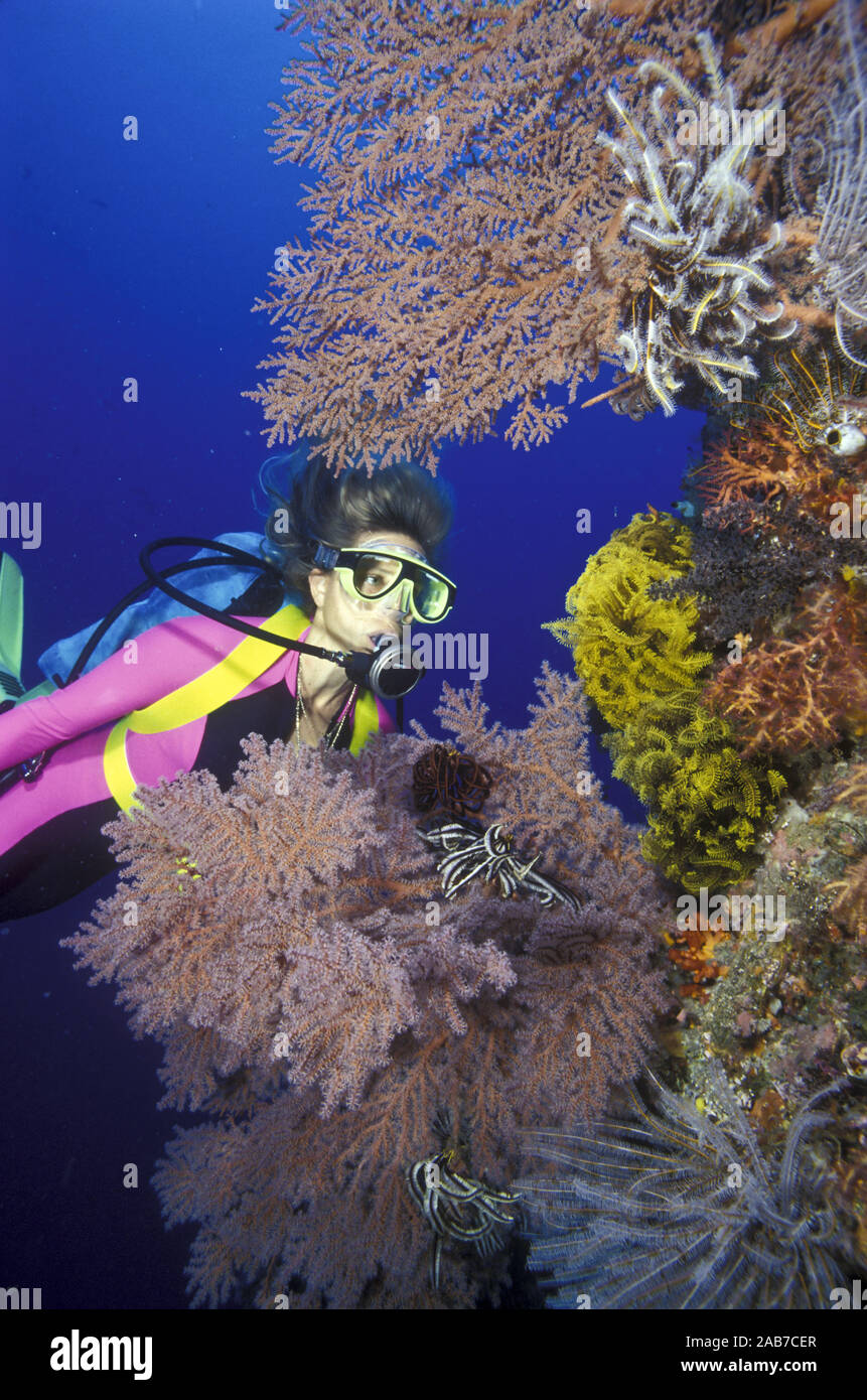 Lush tropical growth on a submerged wall, with diver. Papua New Guinea ...