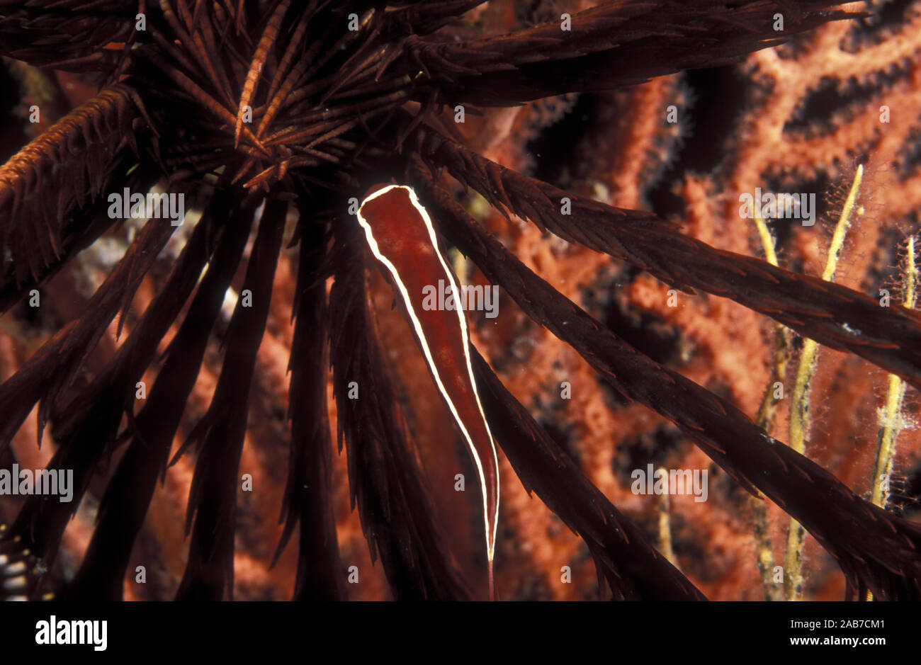 Clingfishes hi-res stock photography and images - Alamy