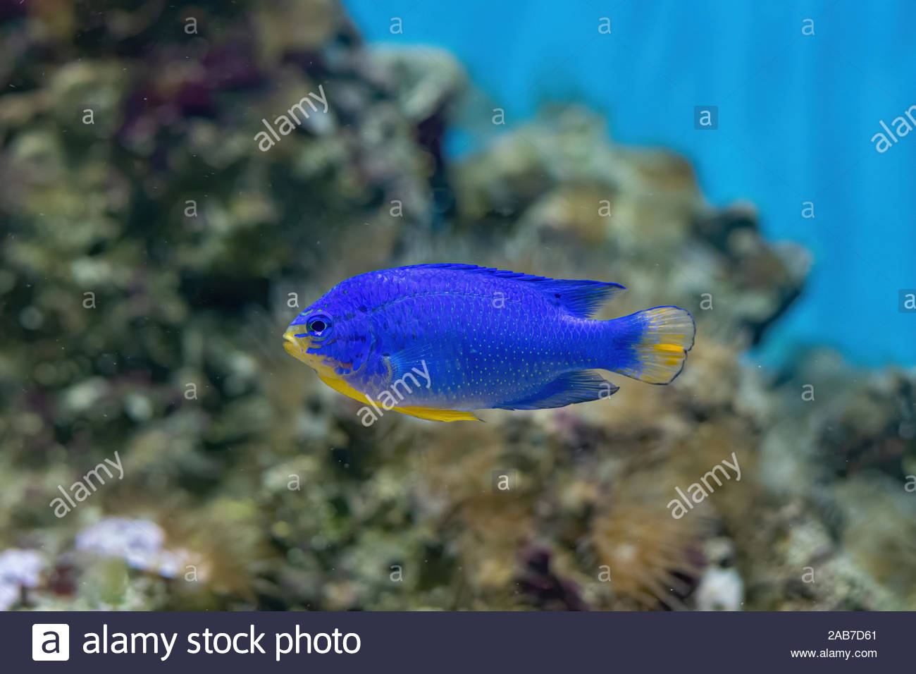 Sapphire Damselfish Stock Photos & Sapphire Damselfish Stock Images - Alamy