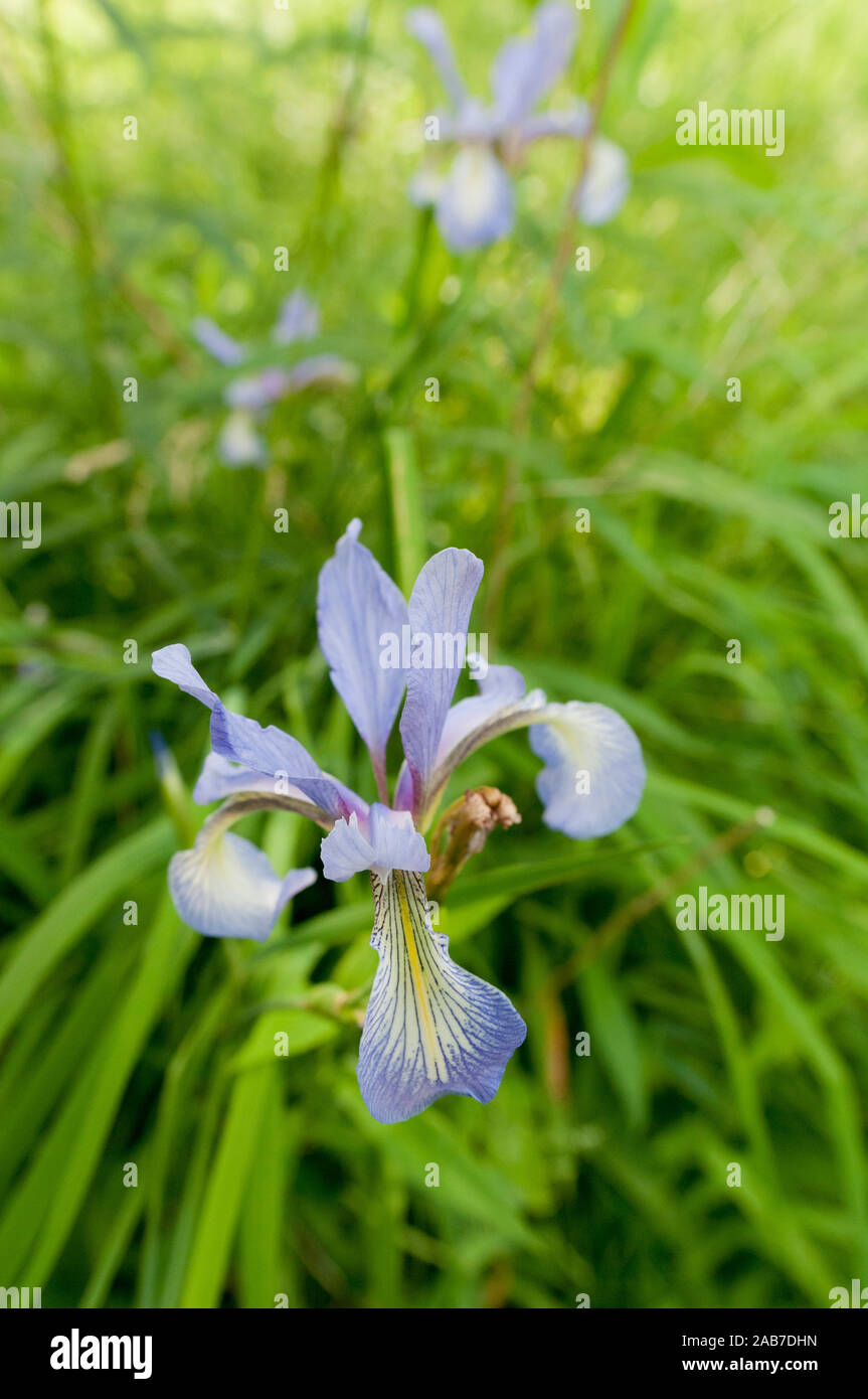 A rare Slender-leaved Iris (Iris prismatica) flowering in Pelham Bay ...