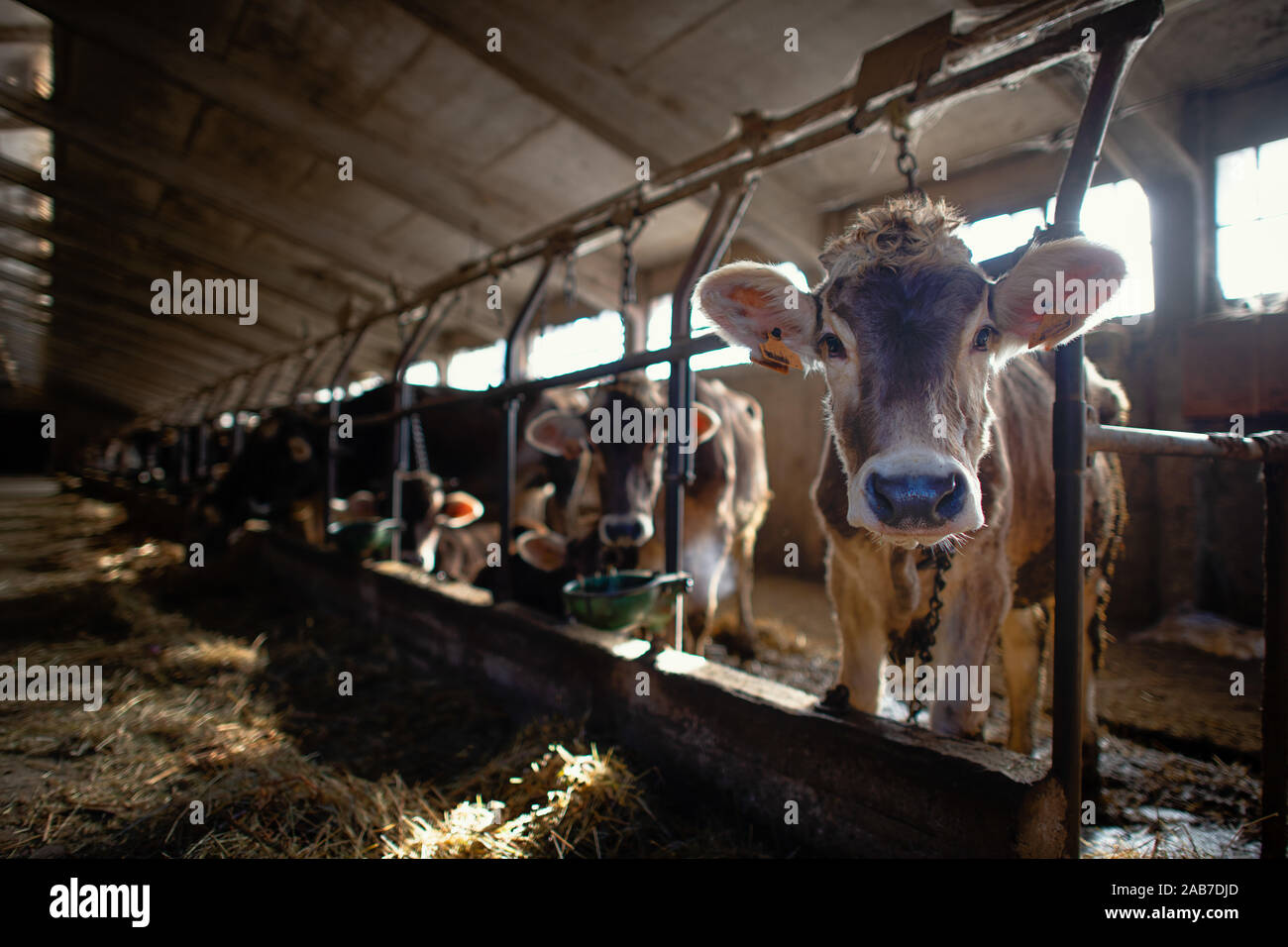 Cows in a large farm building for cheese production Stock Photo - Alamy