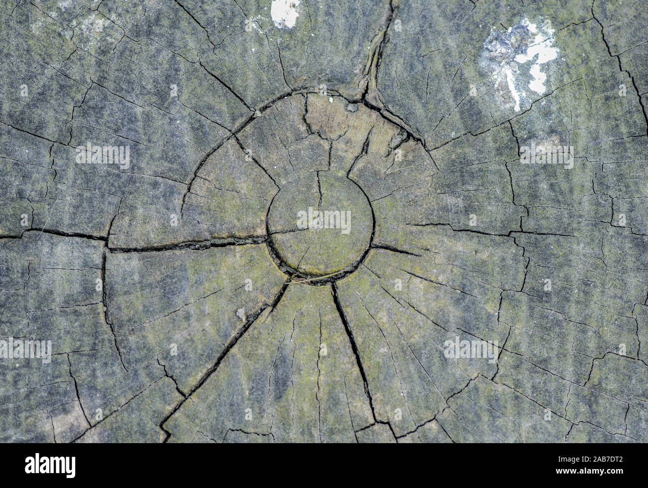 Old stump. Natural pattern. Wood background. Wood texture close up ...