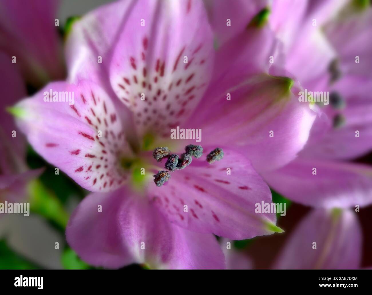 Purple Alstroemeria,Peruvian Lilly,Lilly of the incas,Alstroemeria ...