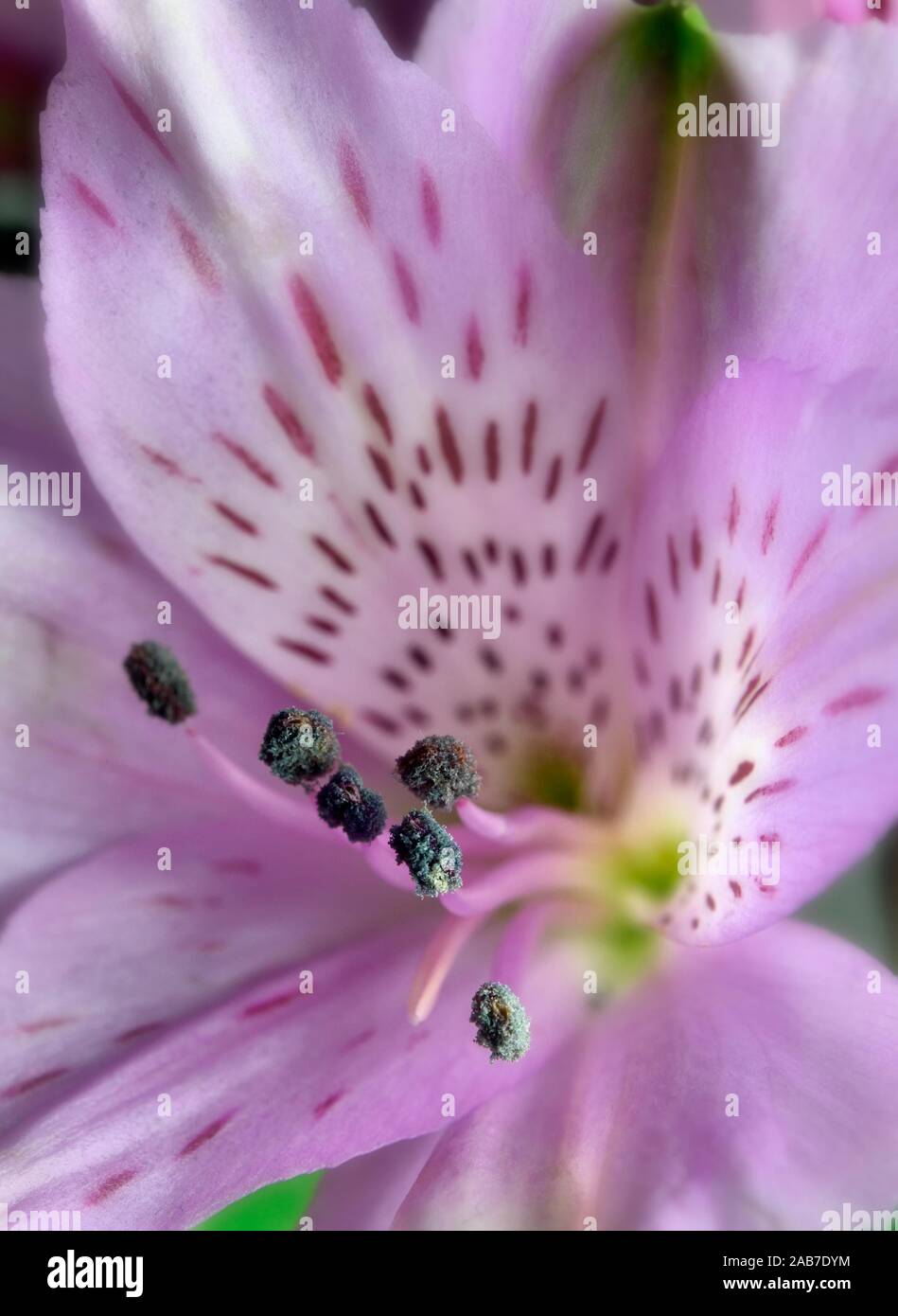 Purple Alstroemeria,Peruvian Lilly,Lilly of the incas,Alstroemeria ...