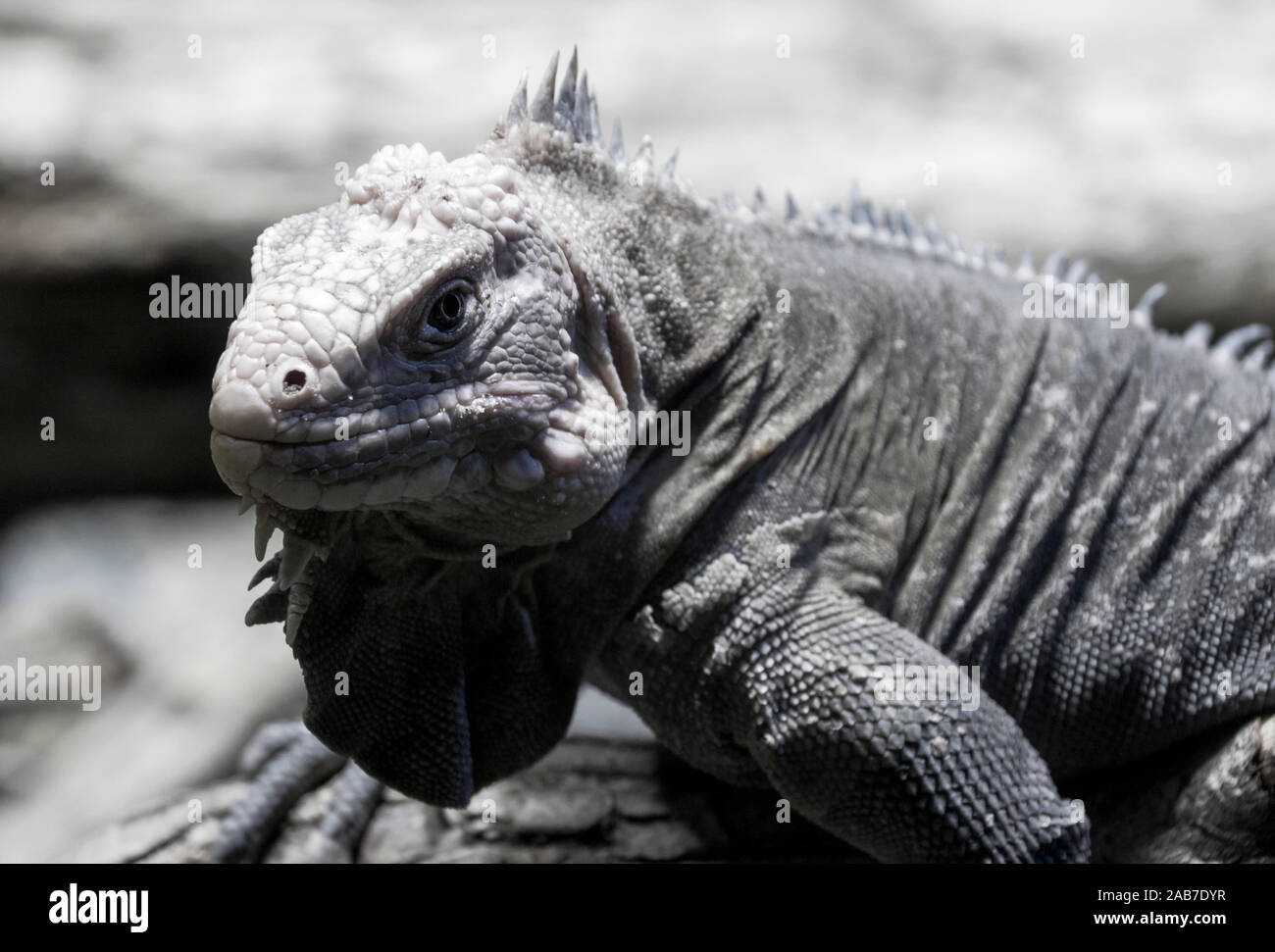 Iguana face hi-res stock photography and images - Alamy