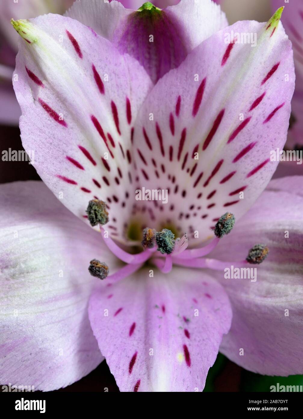 Purple Alstroemeria,Peruvian Lilly,Lilly of the incas,Alstroemeria ...