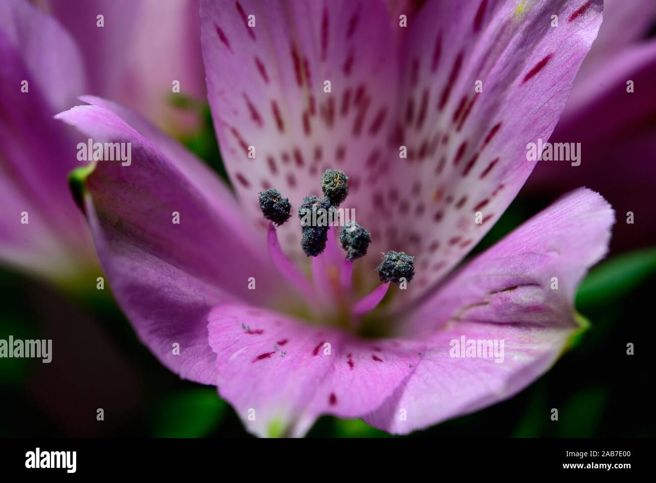 Purple Alstroemeria,Peruvian Lilly,Lilly of the incas,Alstroemeria ...