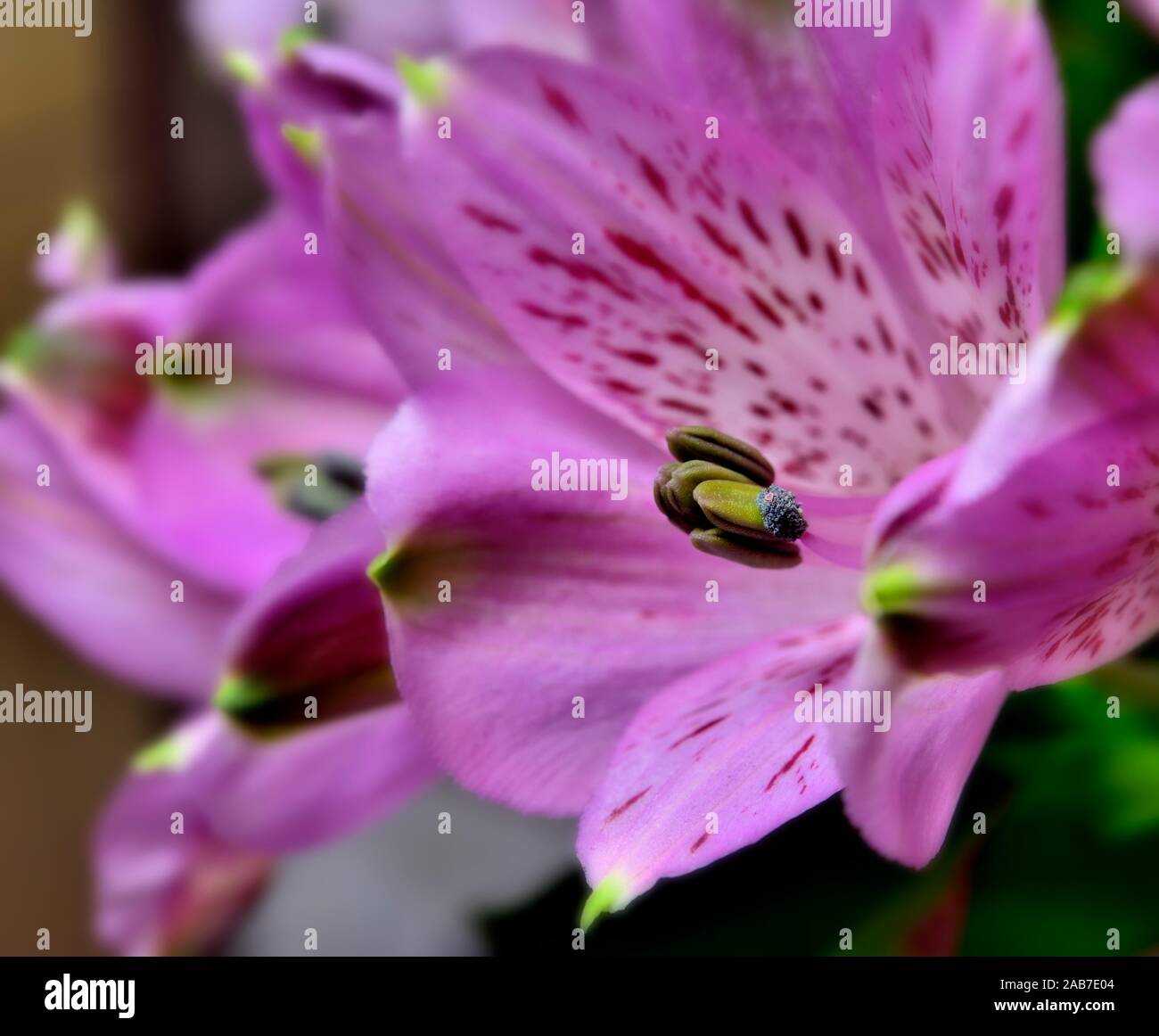 Purple Alstroemeria,Peruvian Lilly,Lilly of the incas,Alstroemeria ...