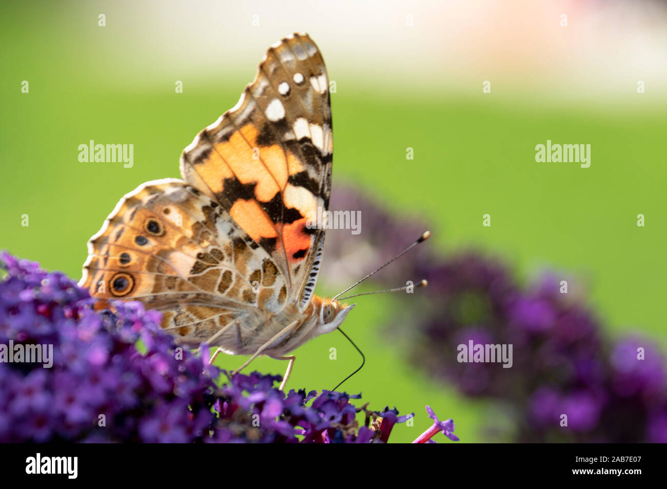 Skinny lady hi-res stock photography and images - Alamy