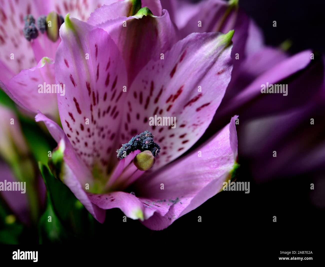 Purple Alstroemeria,Peruvian Lilly,Lilly of the incas,Alstroemeria ...