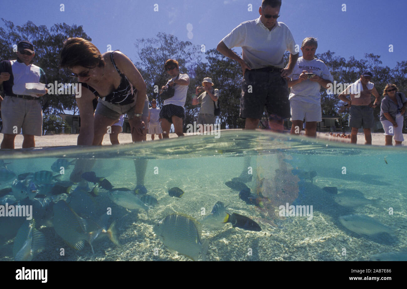 Tourists feeding fish at the Fish Pool, Lady Elliott Island, Great ...