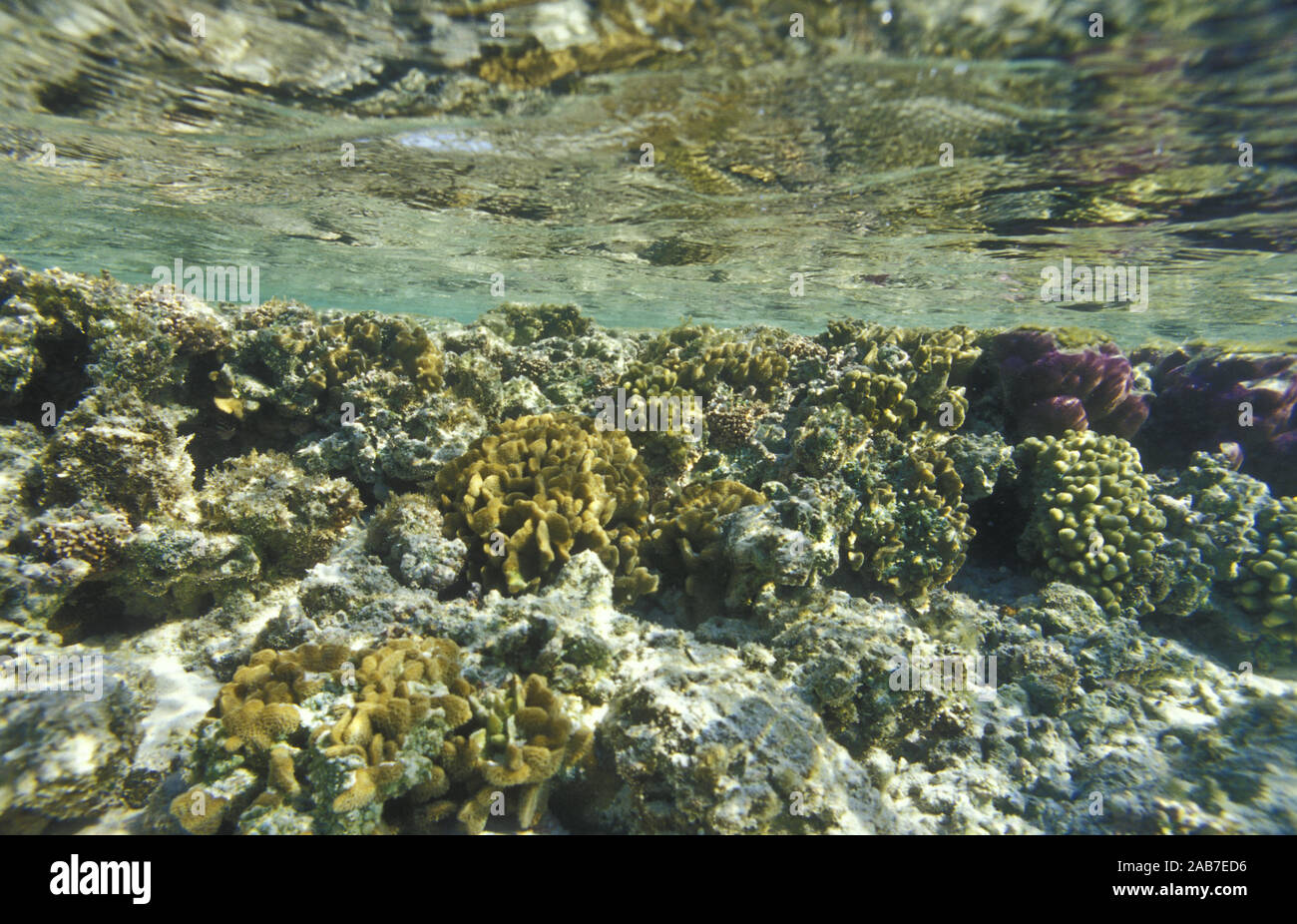 Shallow lagoon, underwater, popular for reef walks. Lady Elliott Island ...