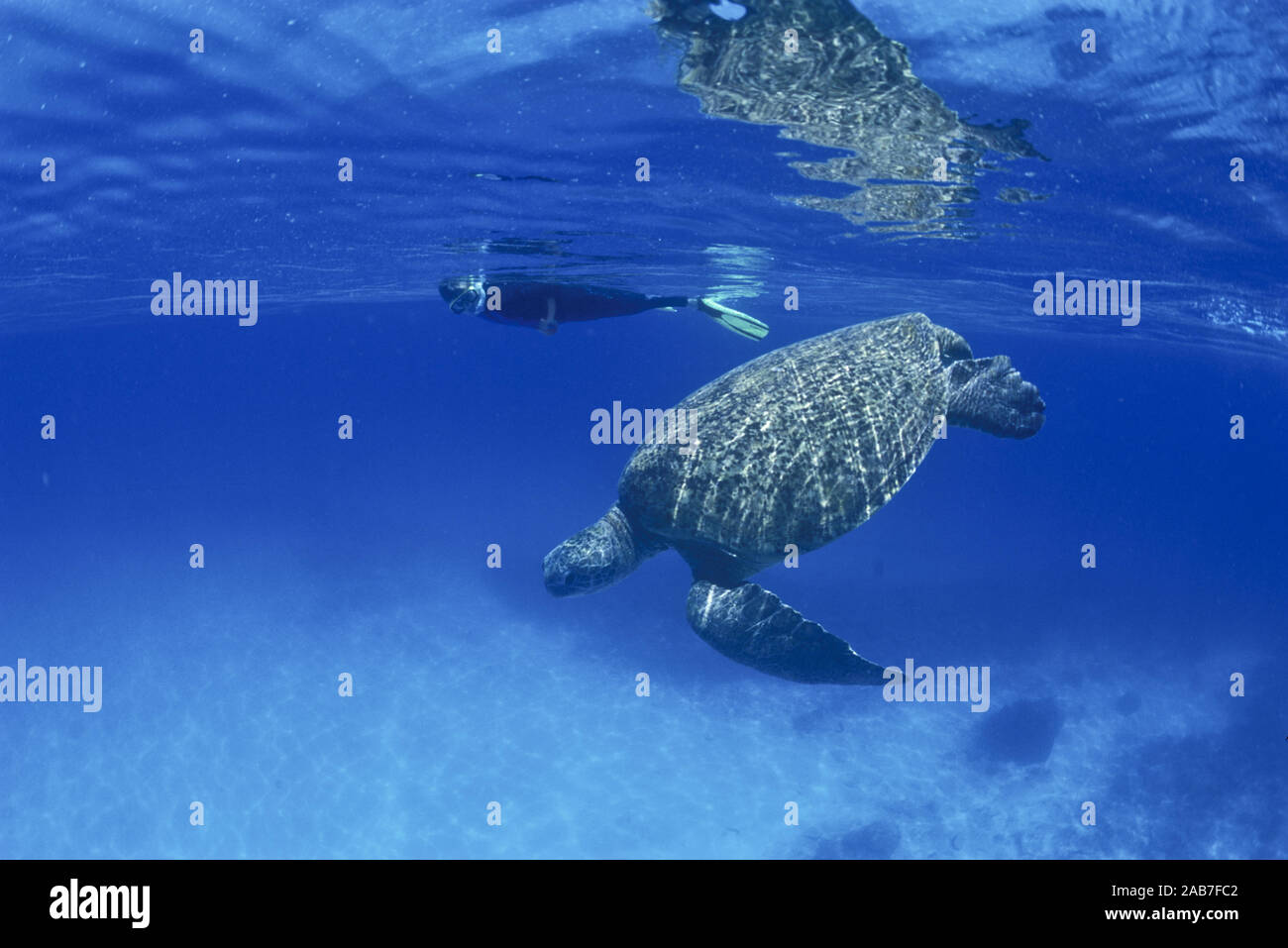 Australia lady elliot island turtle hi-res stock photography and images ...