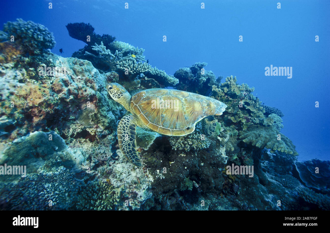 Green turtle lady elliot island hi-res stock photography and images - Alamy