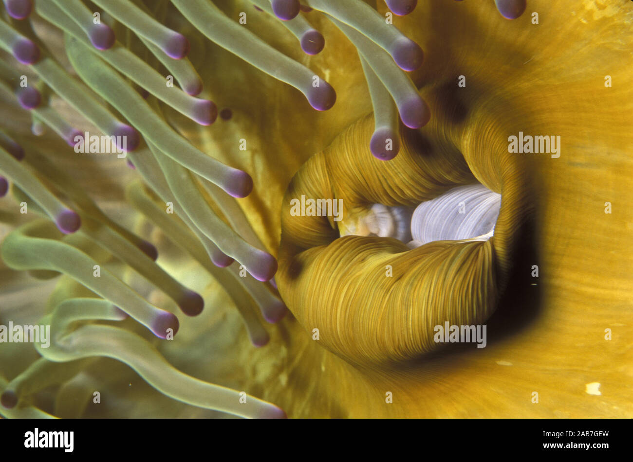 Magnificent sea anemone (Heteractis magnifica), detail of mouth ...