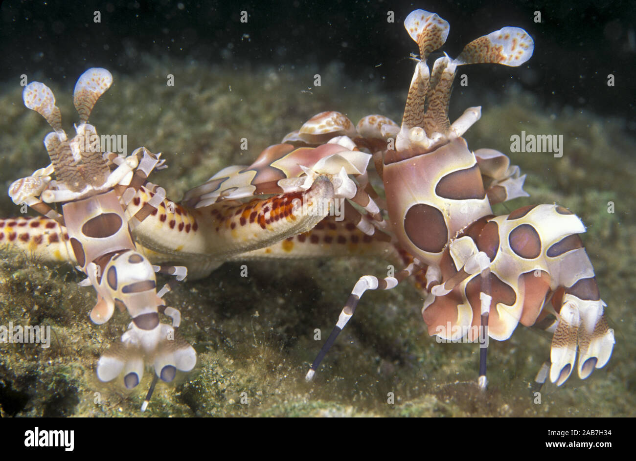 Harlequin shrimps (Hymenocera picta), territorial species usually found ...