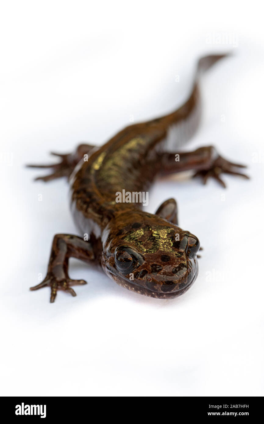 Terrestrial form (mature / adult form) of California Giant Salamander ...