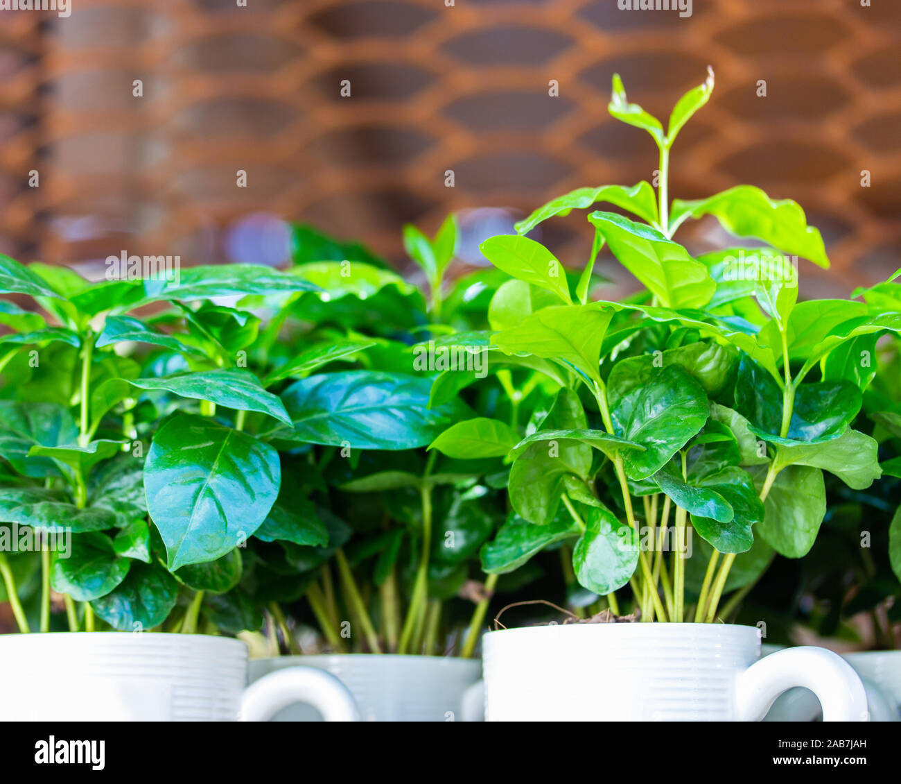 Fresh leaves of a coffee plant in white cups. Sprouted coffee sprouts ...