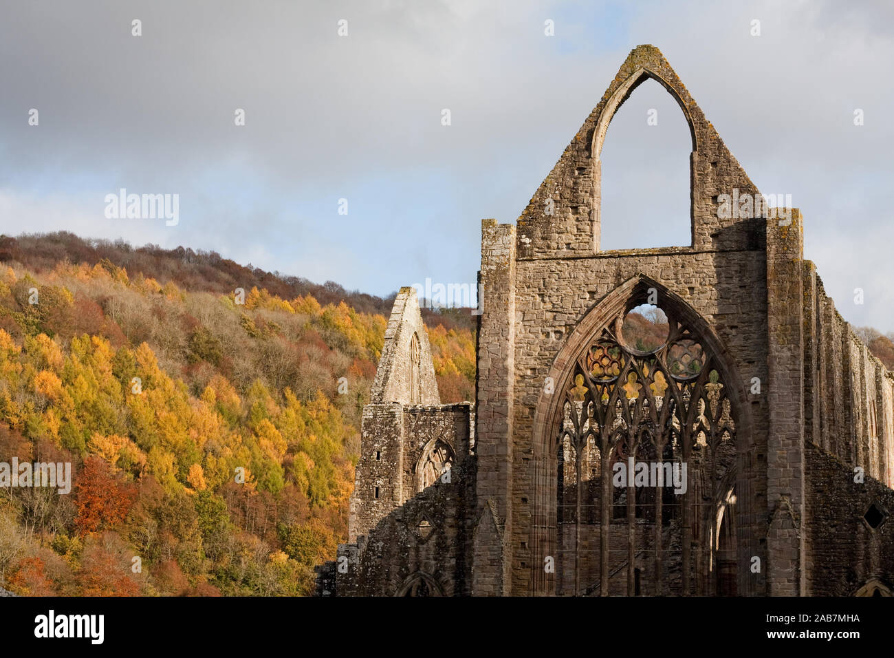 Top section of Tintern Abbey with a backdrop of trees in the autumn ...