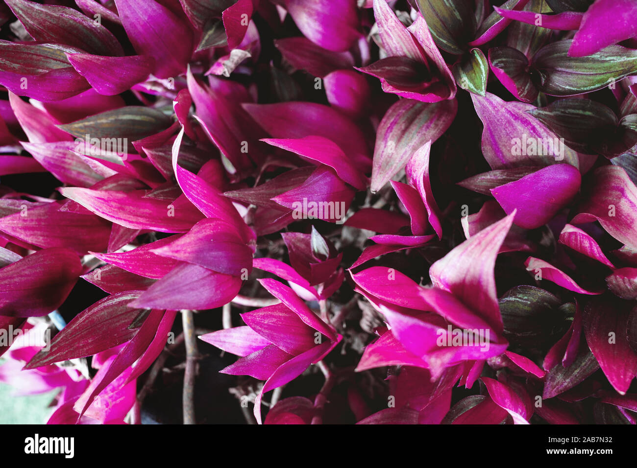 Tropical purple leaves plant texture background Stock Photo - Alamy