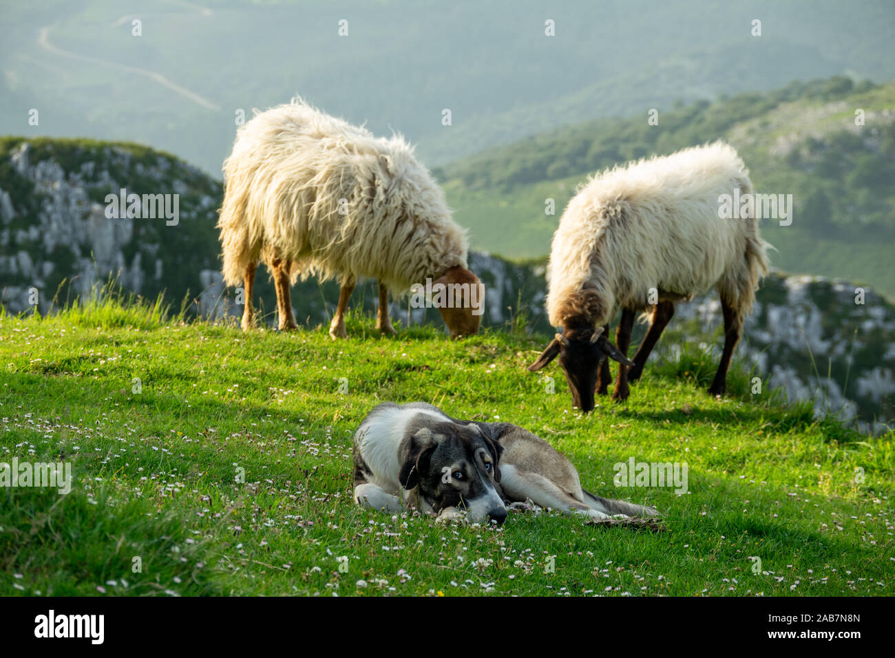 Dog laid down watching for sheep cattle Stock Photo - Alamy