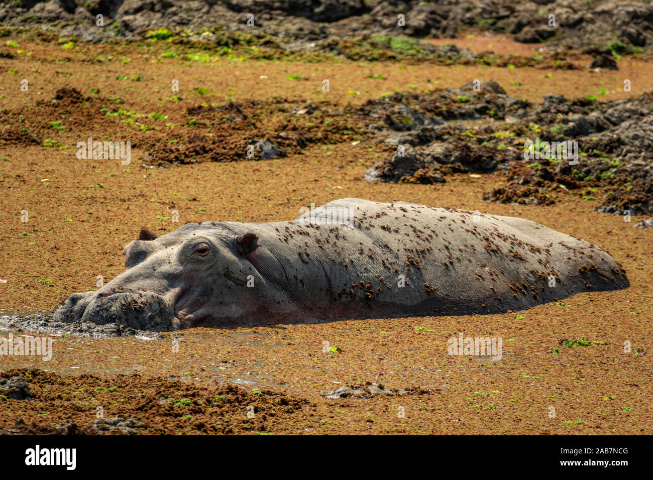 Hippo Mud High Resolution Stock Photography and Images - Alamy