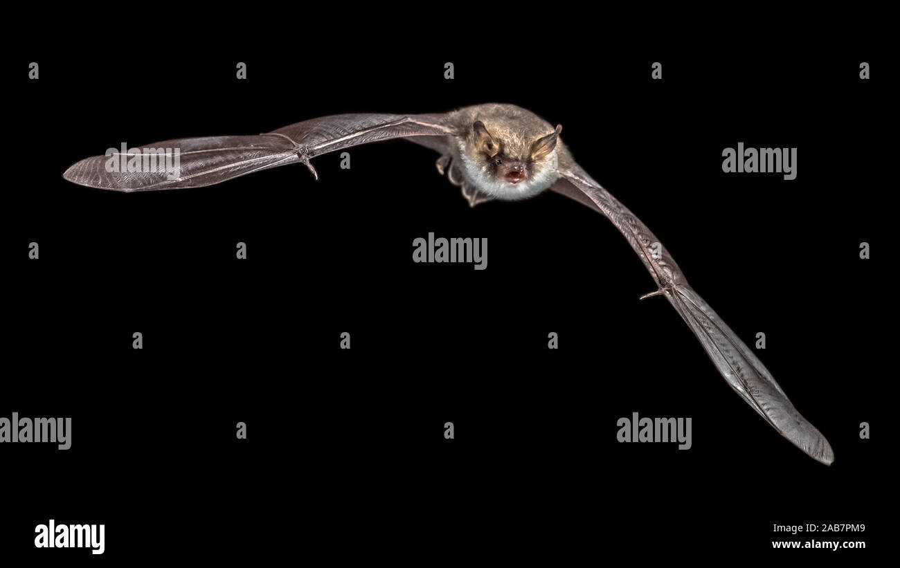Isolated flying bat (Myotis nattereri) with distinctive white belly, on ...