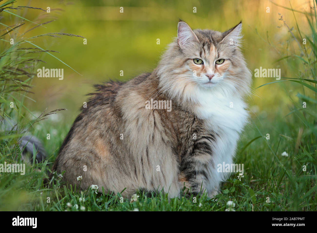 Putti sit hi-res stock photography and images - Alamy