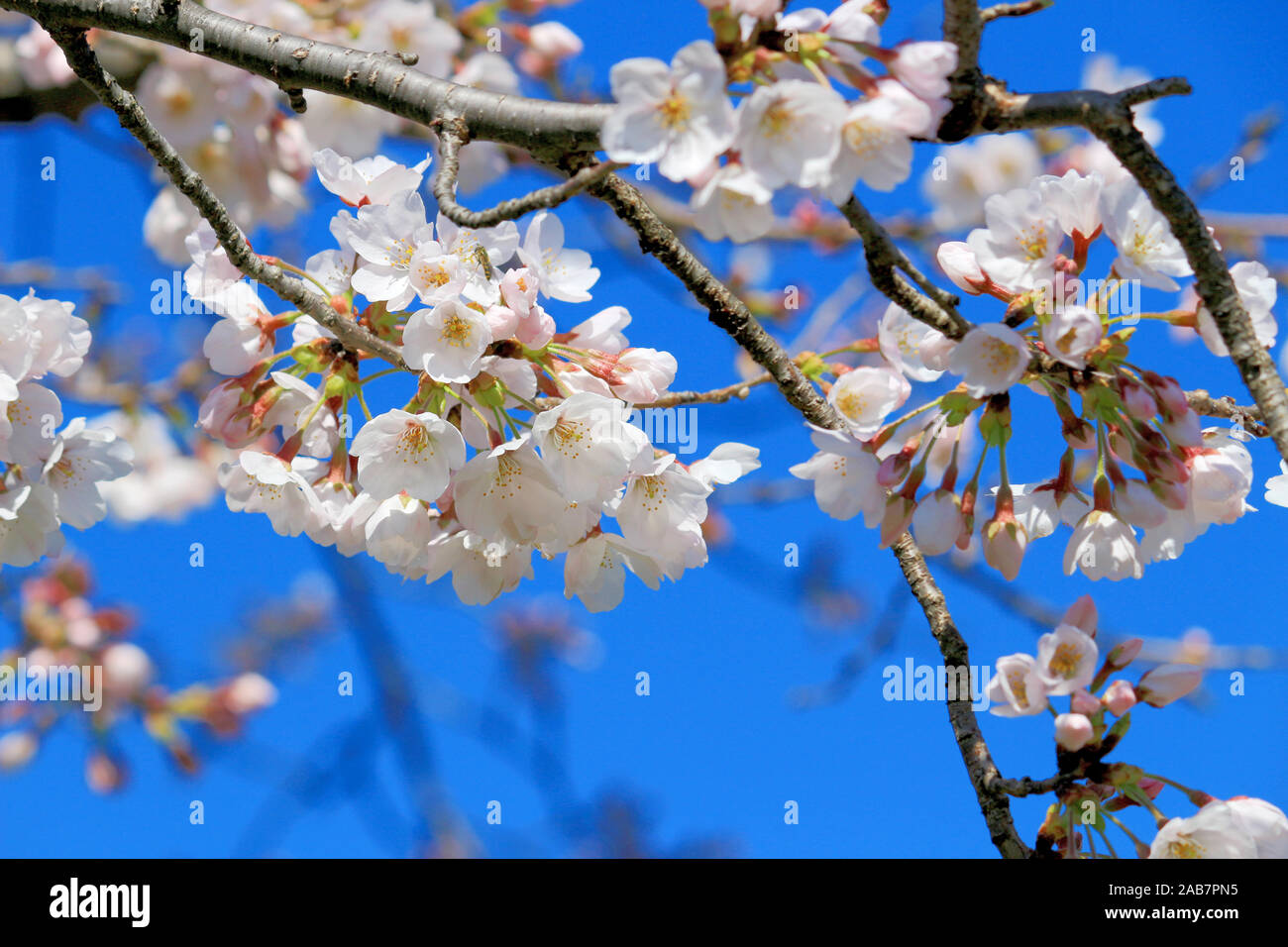 Cherry blossoms blooming in spring in Japan Stock Photo - Alamy