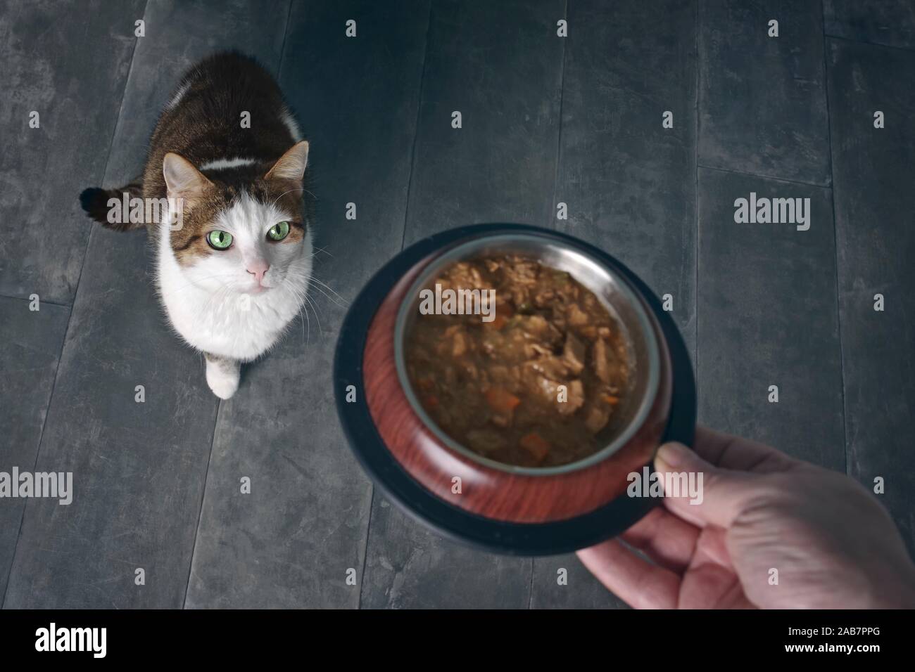 Hungry cat looking hi-res stock photography and images - Alamy