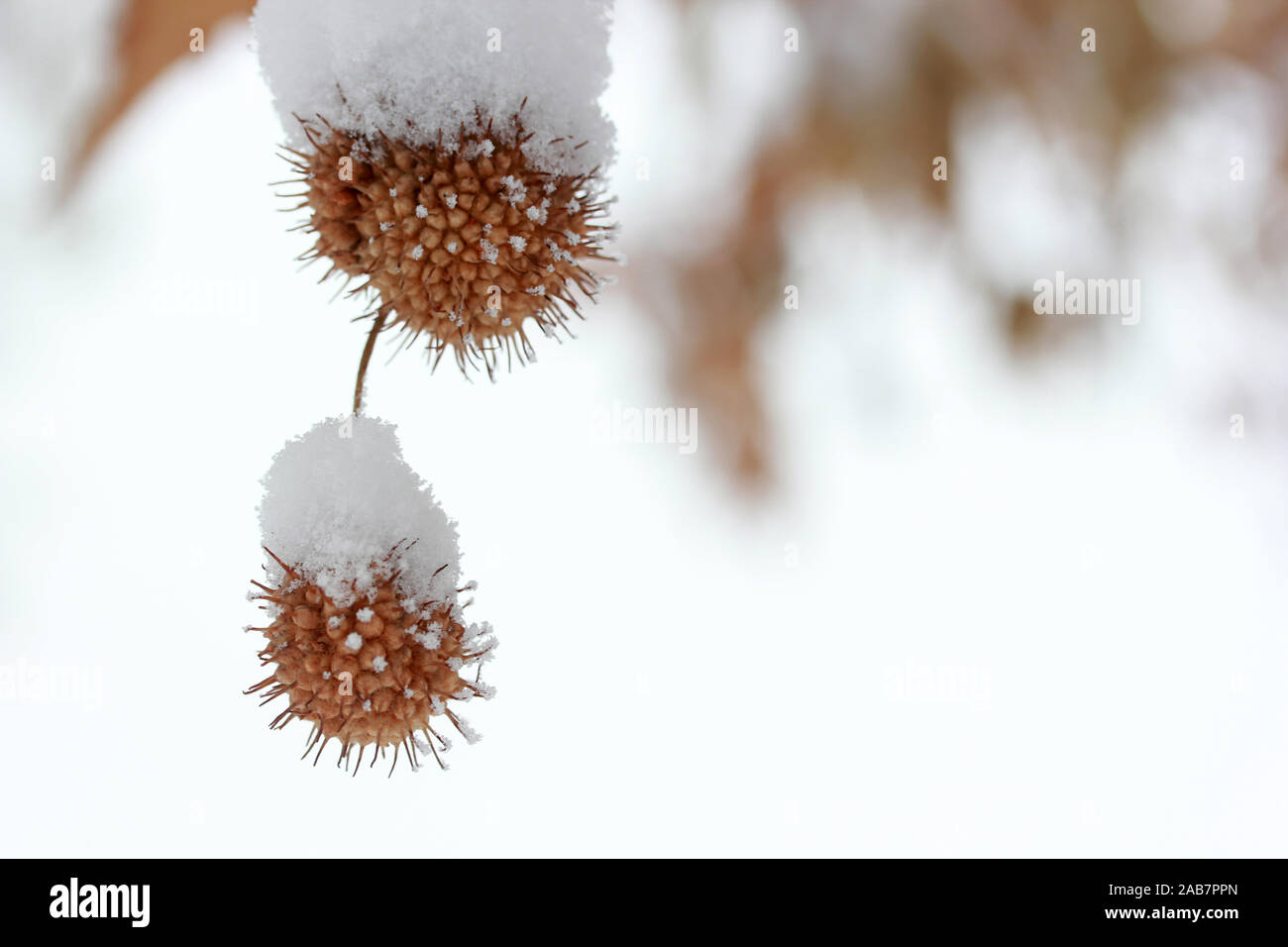 Sycamore bud winter hi-res stock photography and images - Alamy