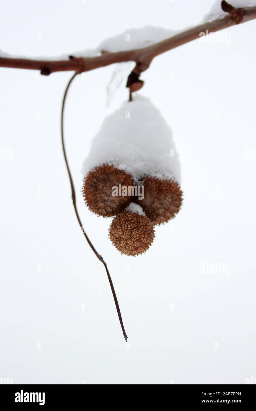 Sycamore bud winter hi-res stock photography and images - Alamy