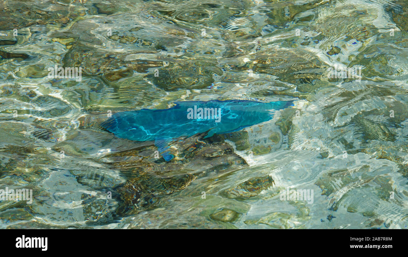 Fish, Cinnamon Dhonveli Island, North Male Atoll, The Maldives Stock ...