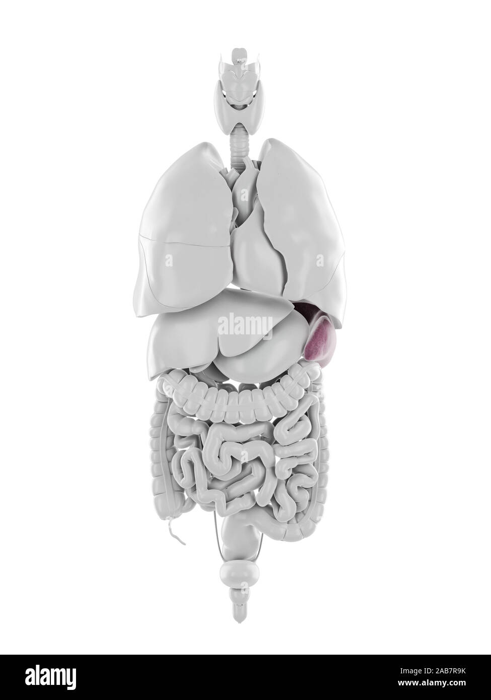 3d rendered medically accurate illustration of the spleen Stock Photo ...