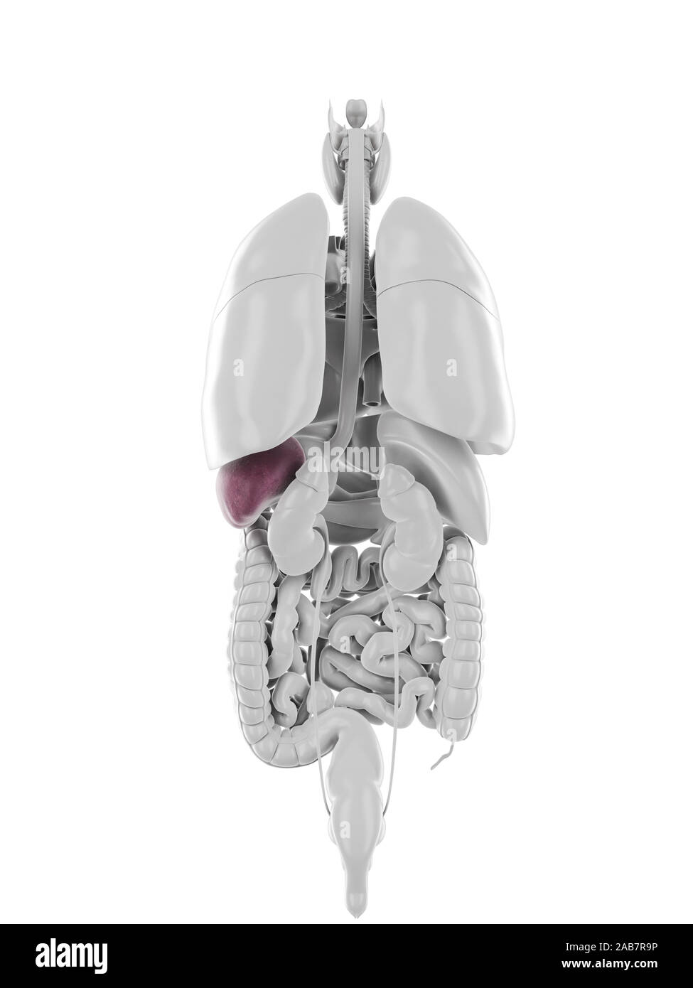 3d rendered medically accurate illustration of the spleen Stock Photo ...