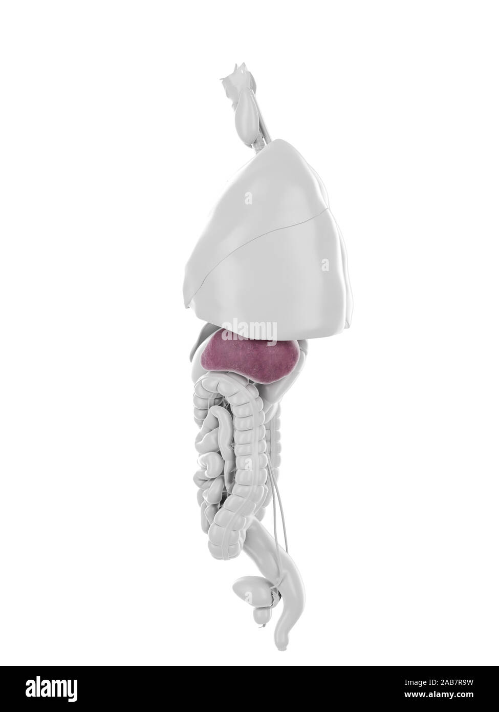 The spleen Cut Out Stock Images & Pictures - Alamy