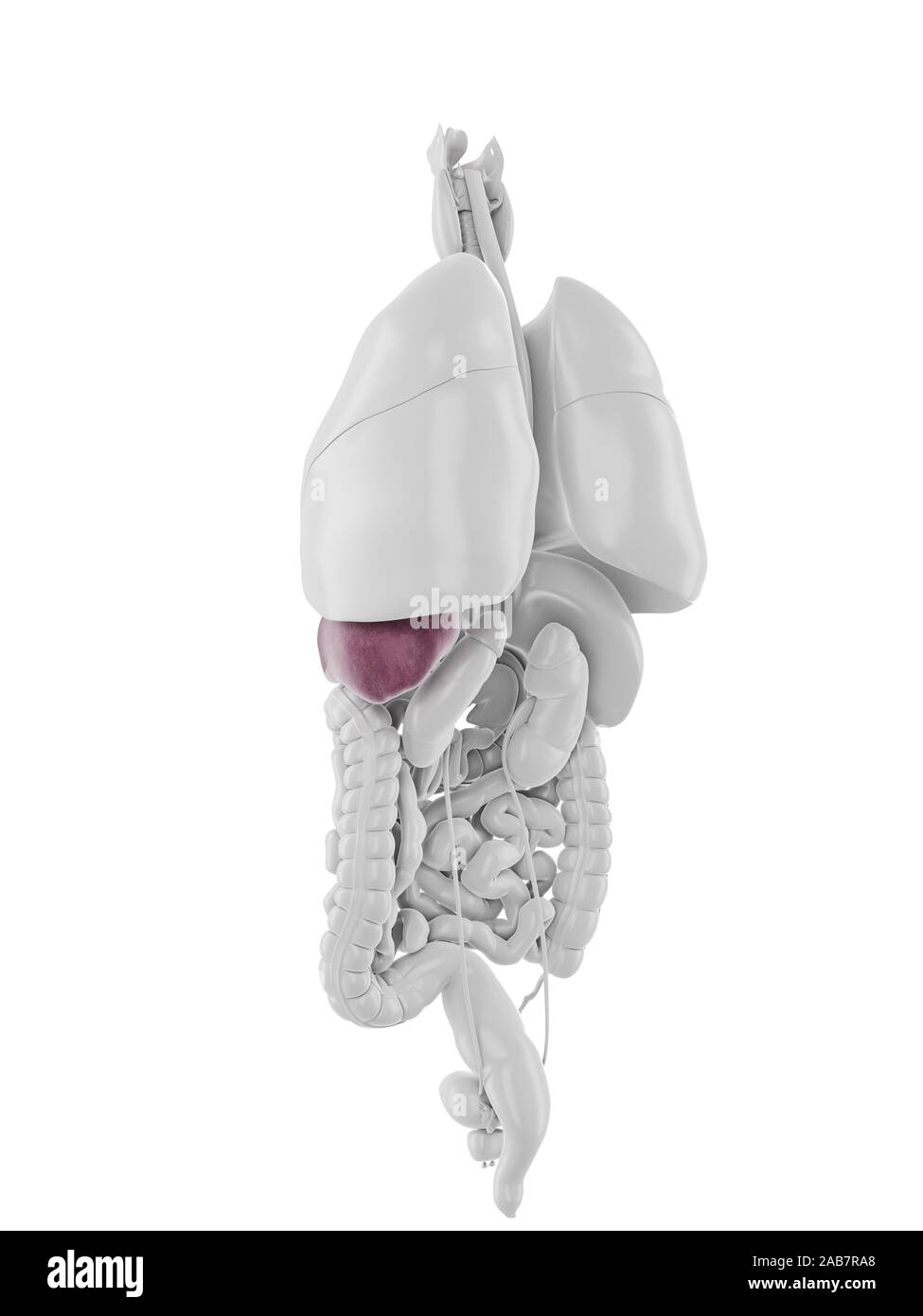 3d rendered medically accurate illustration of the spleen Stock Photo ...